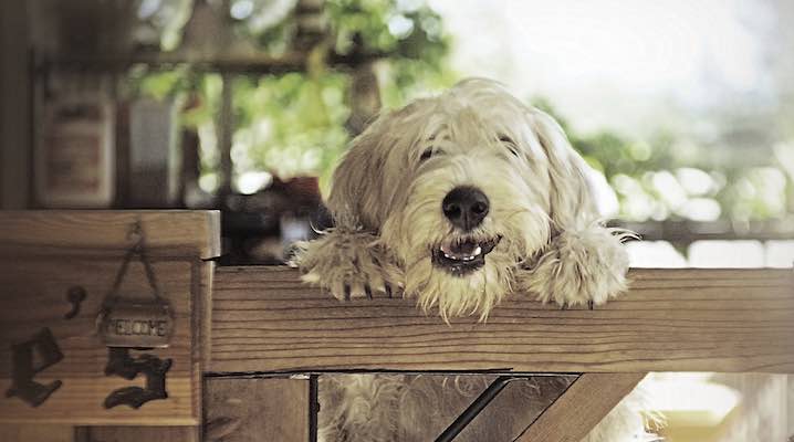 Precious extra time with Sheldon after Canine Kidney Disease | Pet ...