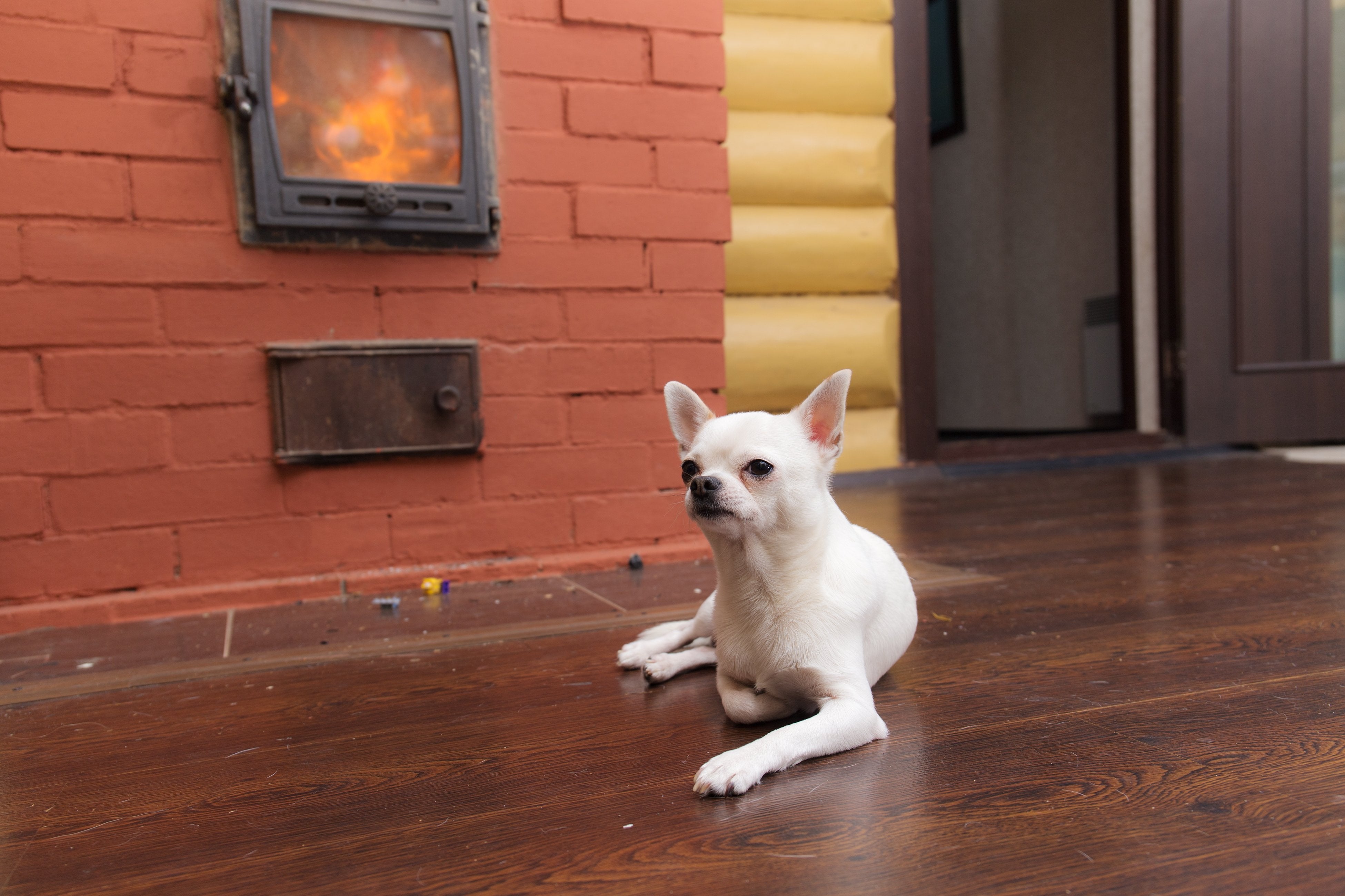 How the Furnace Can Aggravate Your Pet's Allergies | Pet Wellbeing