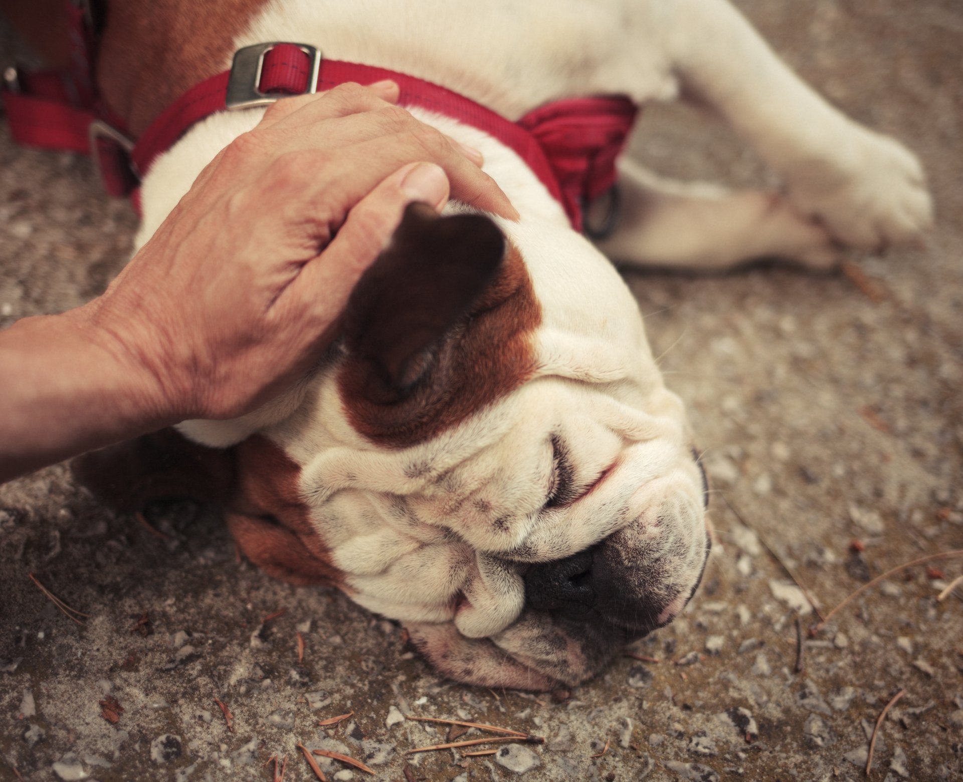 4 Life-Saving Steps to Rescue a Fainting Pet | Pet Wellbeing