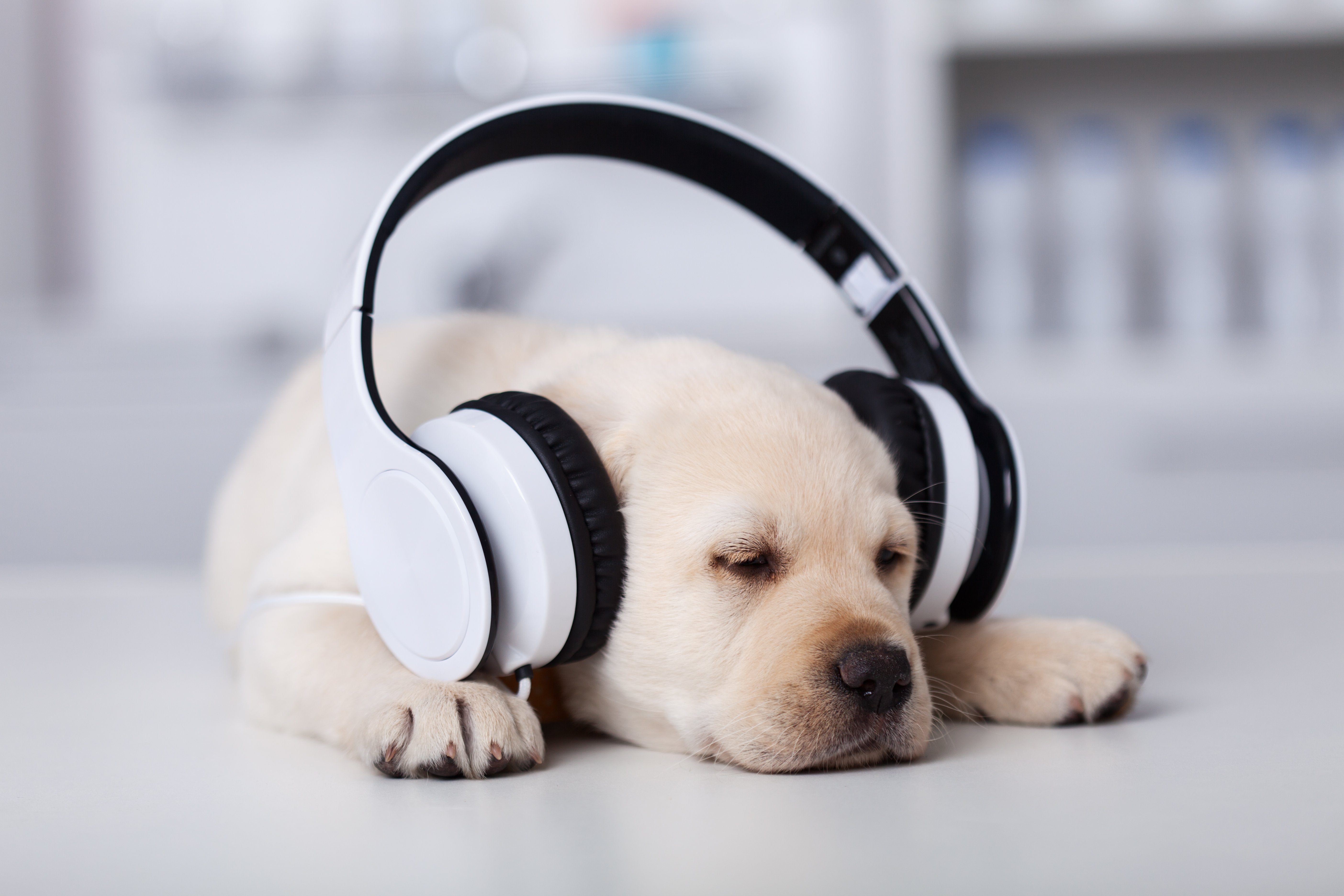 Science Explains How Music Can Affect Your Pets | Pet Wellbeing