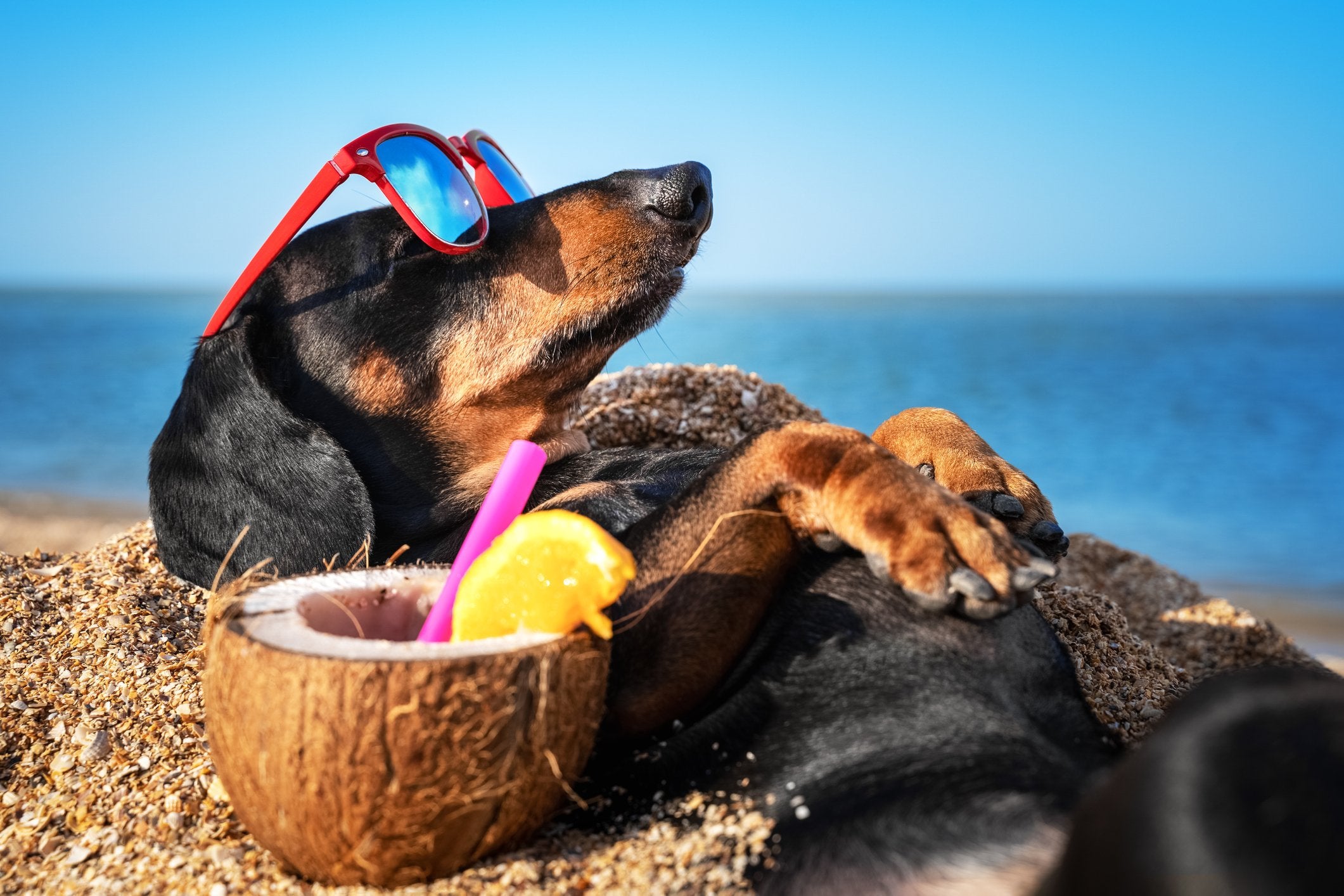 8 Fun Summer Activities to Do with Your Pets | Pet Wellbeing