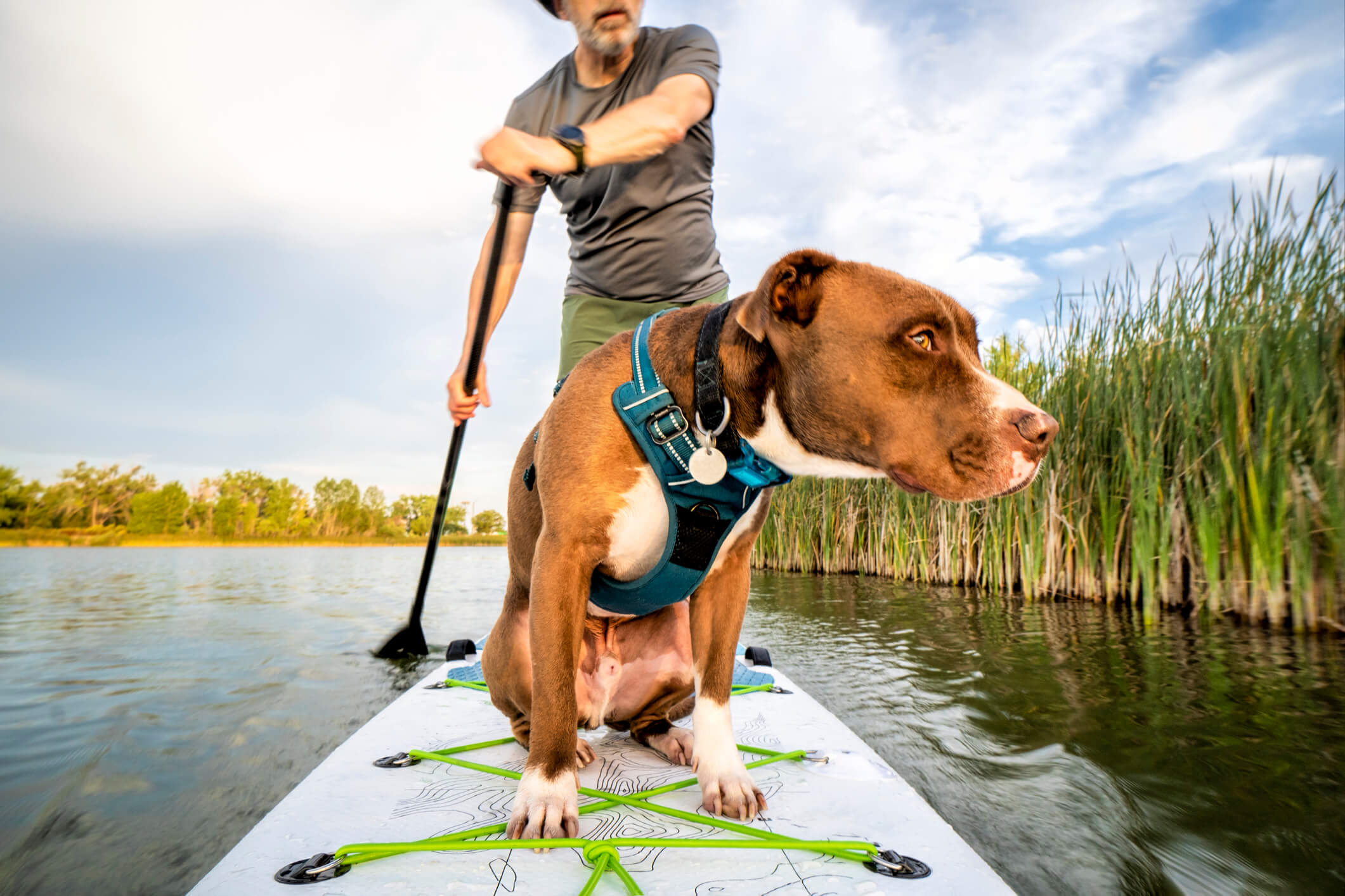 8 Workouts To Do With Your Dog | Pet Wellbeing