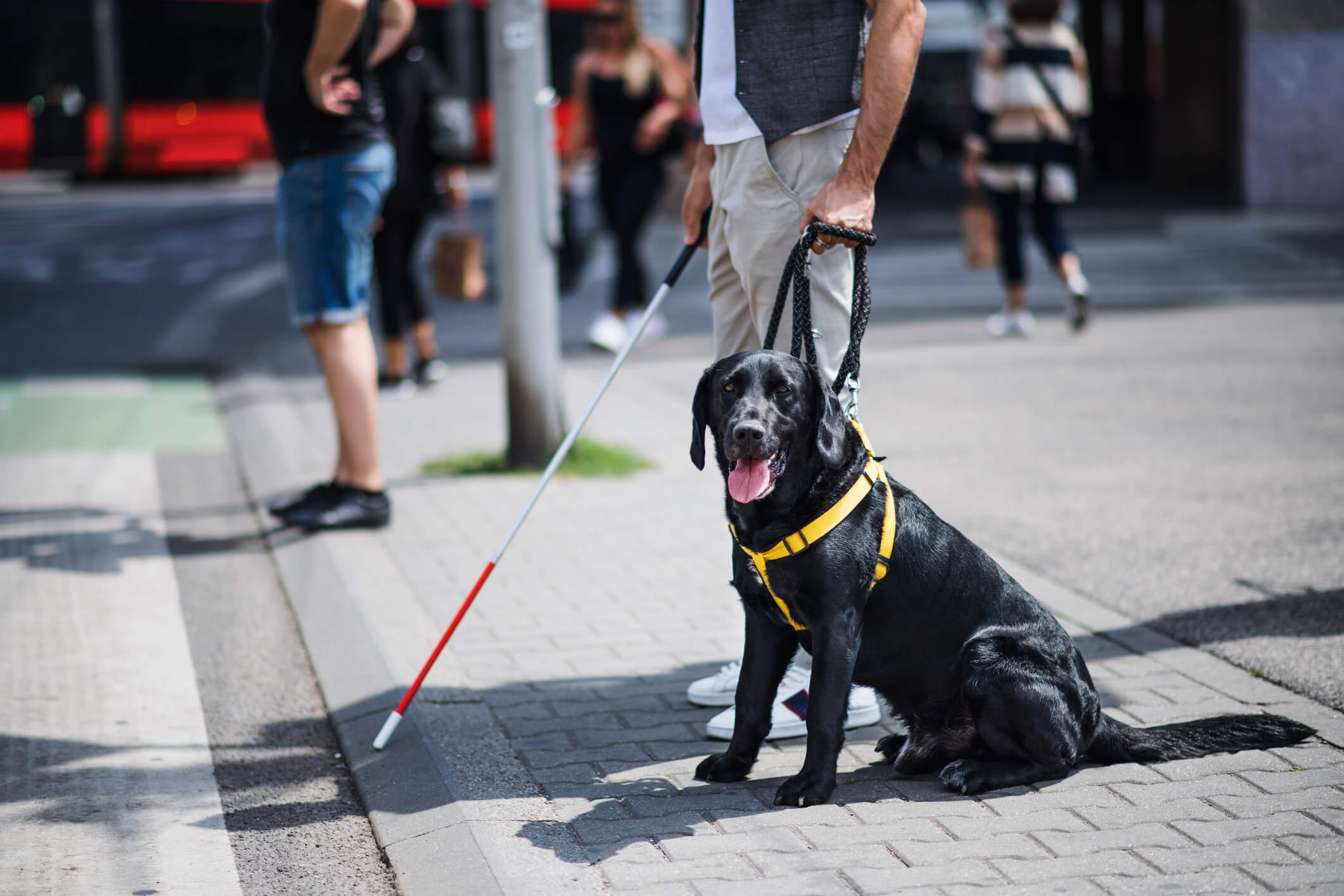 Let's Celebrate The Greatness of Guide Dogs! | Pet Wellbeing