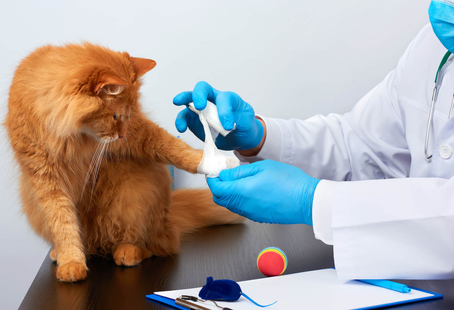 How to Care for a Cat with a Cut or Wound | Pet Wellbeing