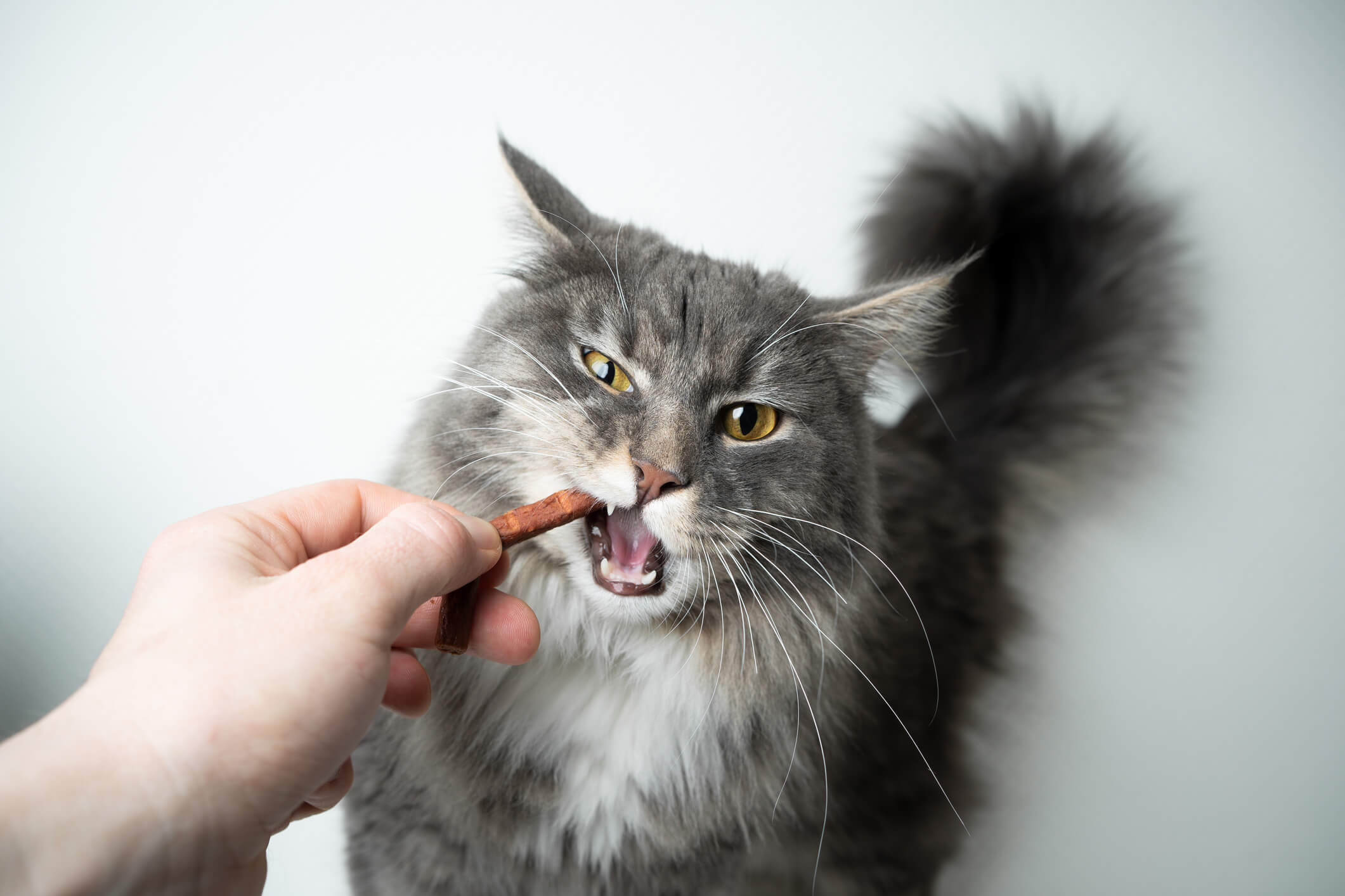 How to Care for Your Cat's Teeth Without Brushing | Pet Wellbeing