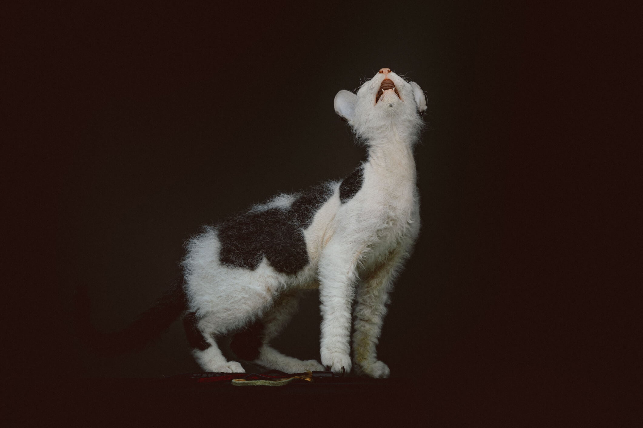 6 Reasons Your Cat Howls All Night Long | Pet Wellbeing
