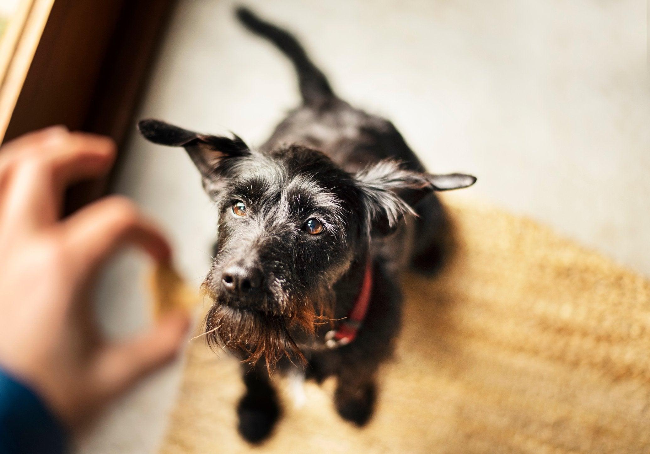 New Pet Wellbeing Chewables Are Coming in 2022 | Pet Wellbeing