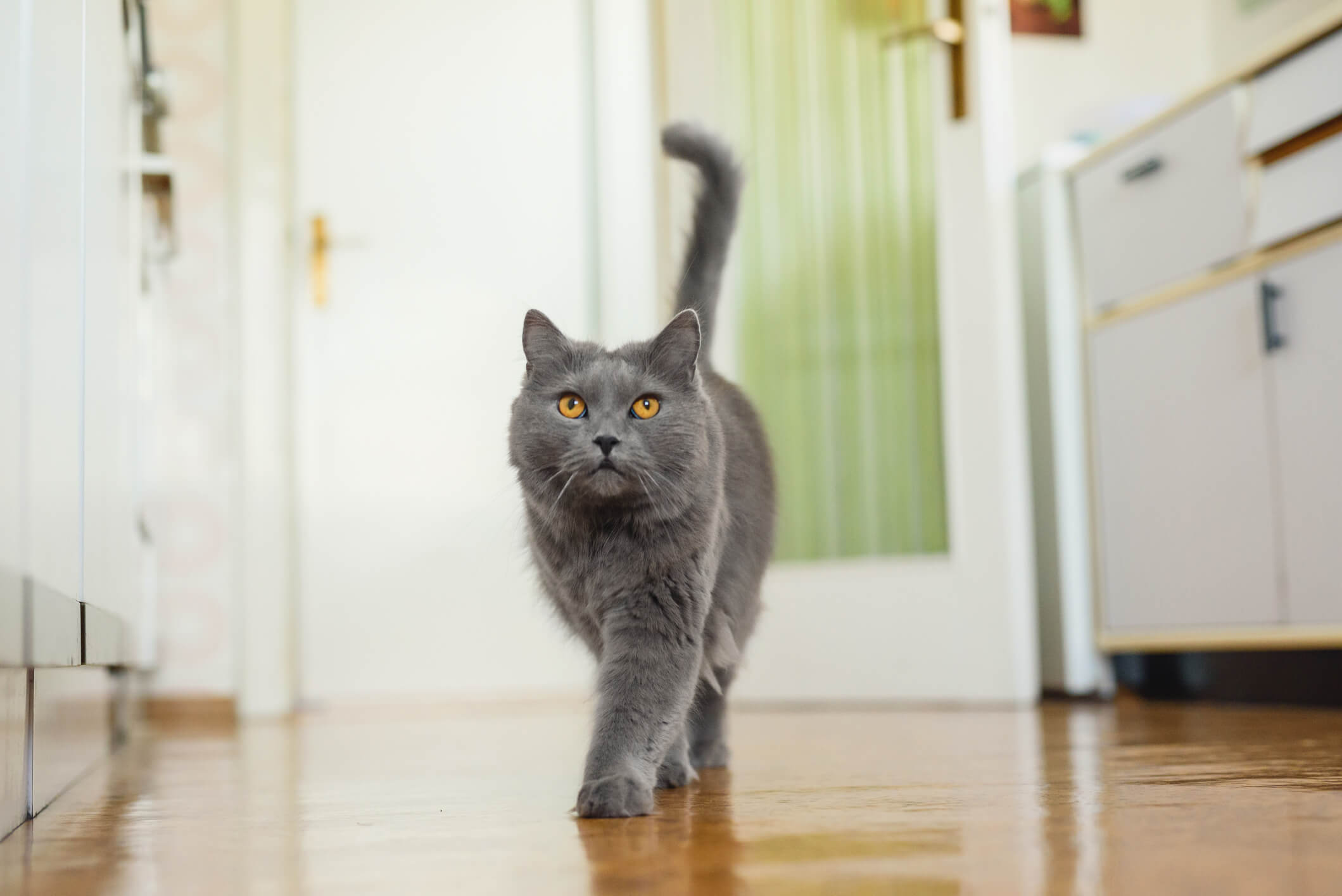 Natural Support for Degenerative Joint Disease in Cats | Pet Wellbeing