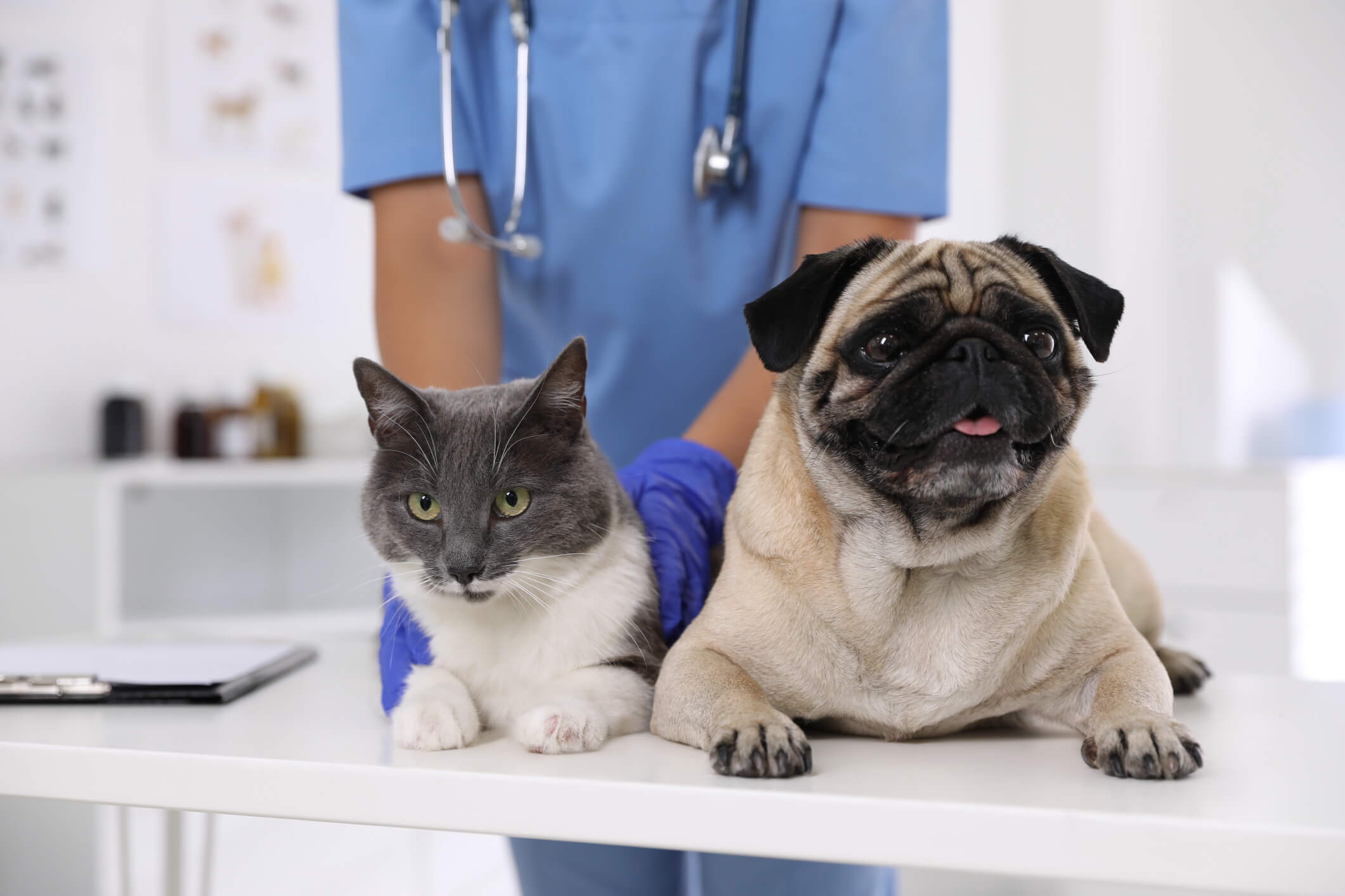 The Best of Holistic Therapy for Pets in 2023 | Pet Wellbeing