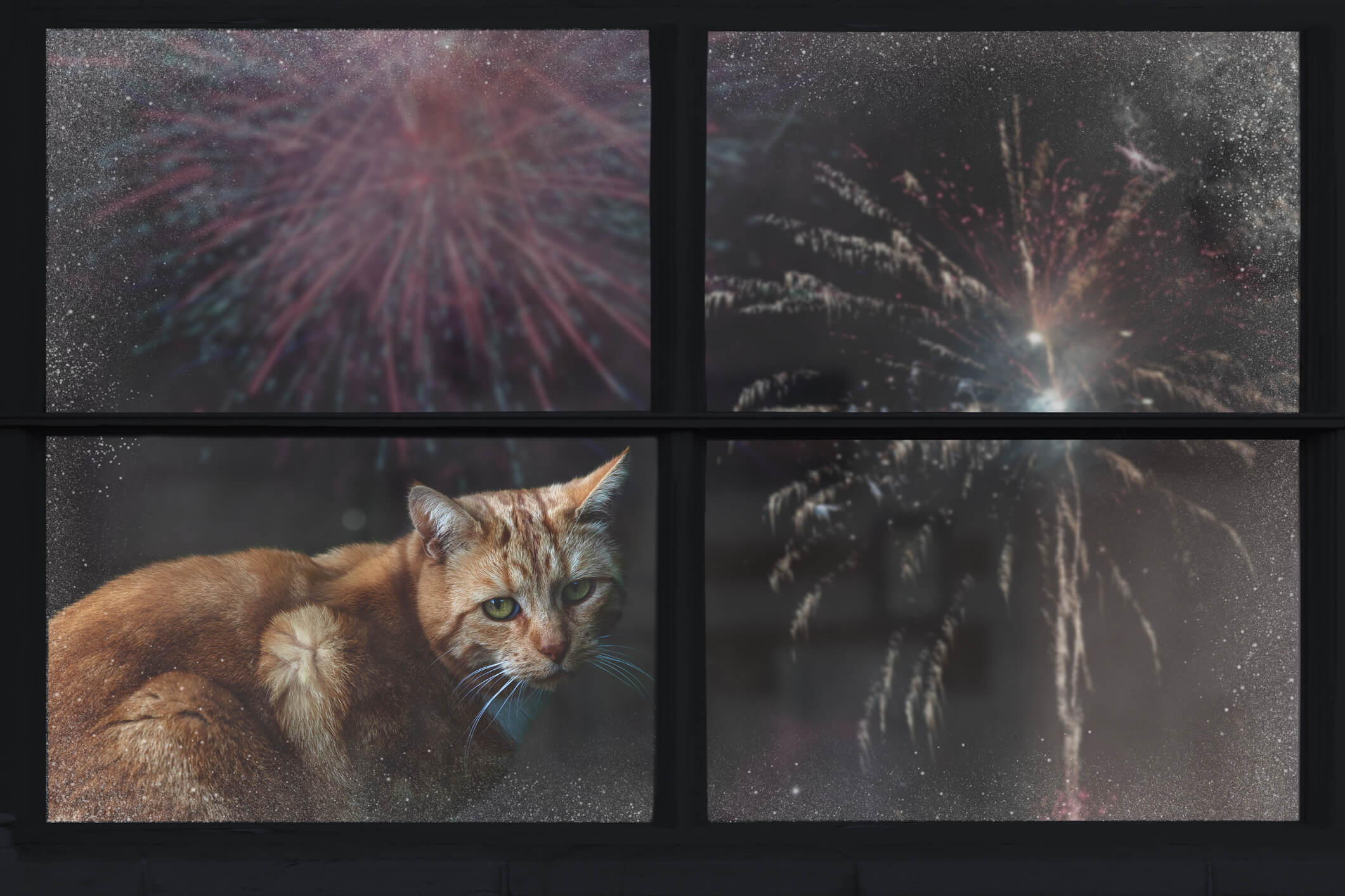 How to Prepare Your Cat for a Night of Fireworks | Pet Wellbeing