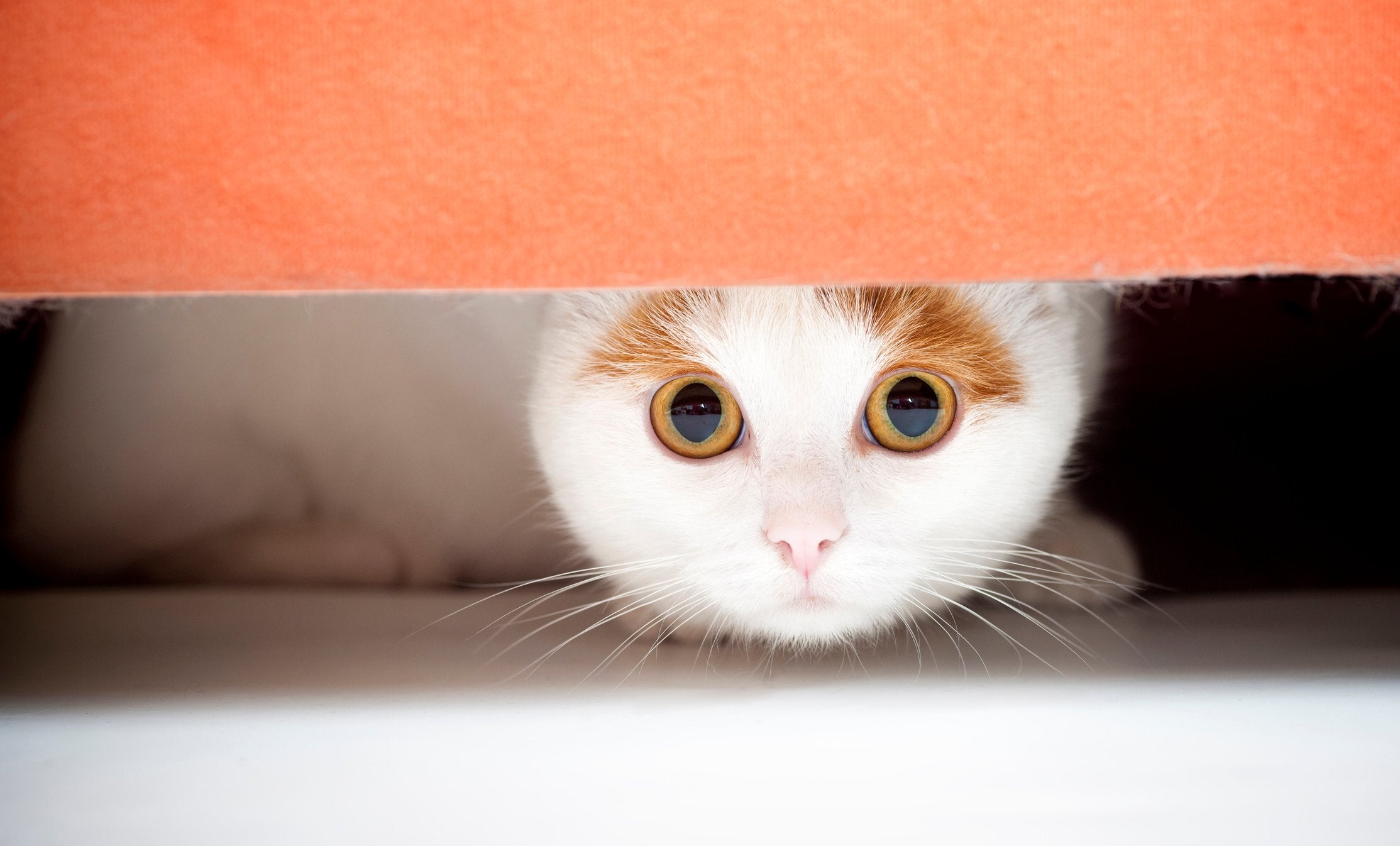 5 Ways to Keep Scared Pets Calm During a Storm | Pet Wellbeing