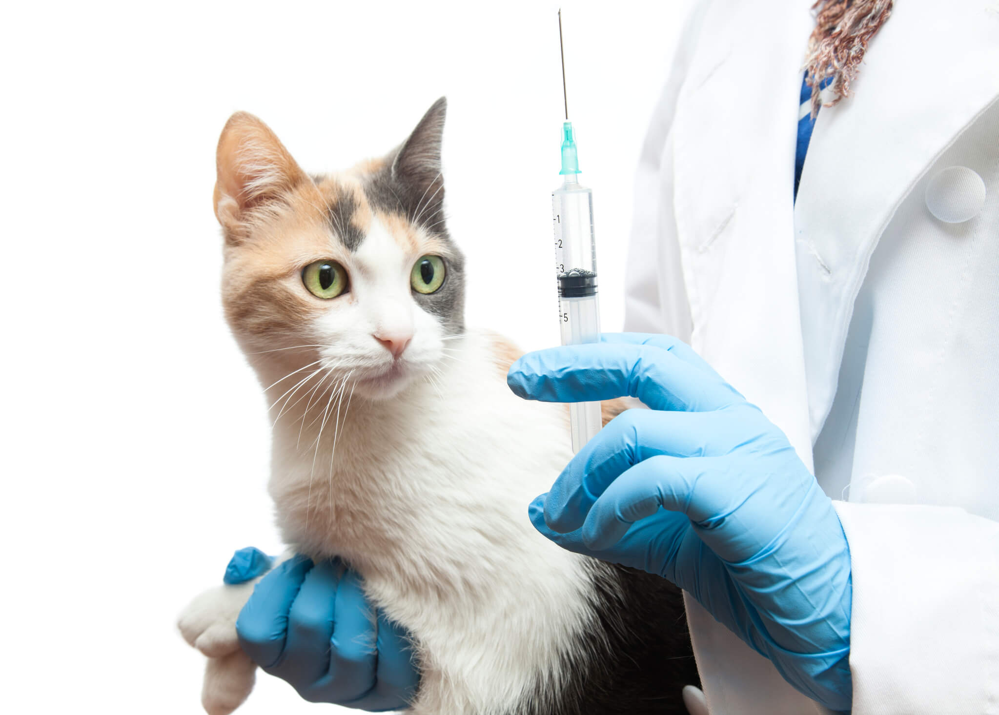 Why Is Your Pet's Rabies Shot So Important? | Pet Wellbeing