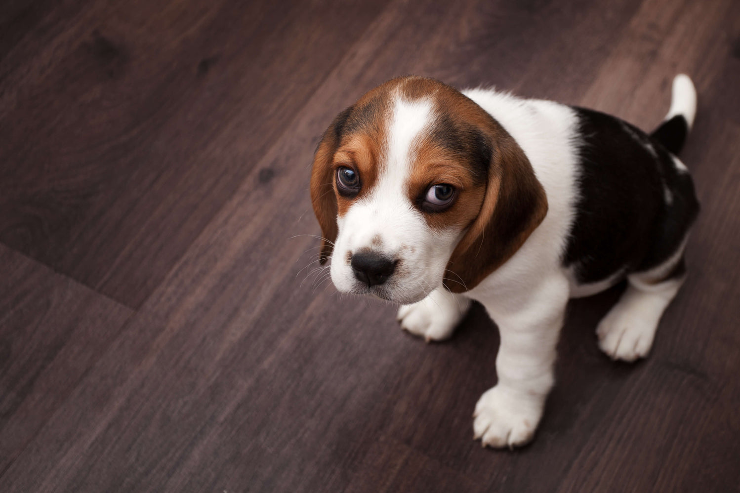 5 Symptoms of Colic in Dogs and How to Address Them | Pet Wellbeing