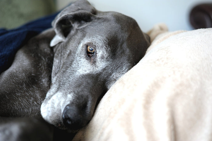 Can Dogs Experience Memory Loss? | Pet Wellbeing