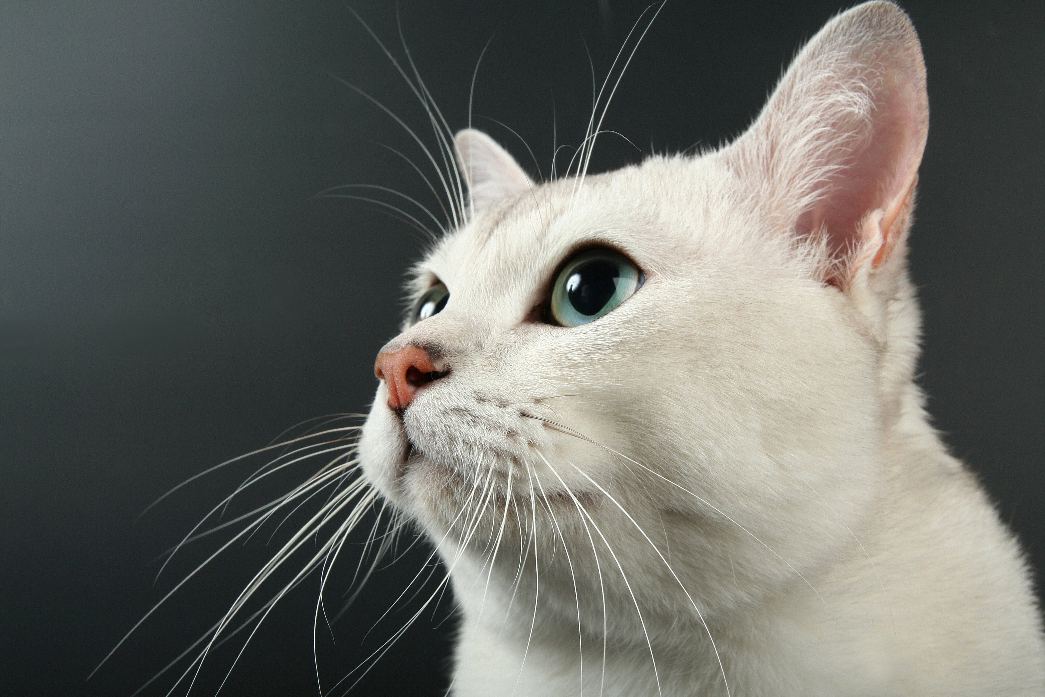 The Science Behind What Your Cat's Whiskers Do | Pet Wellbeing