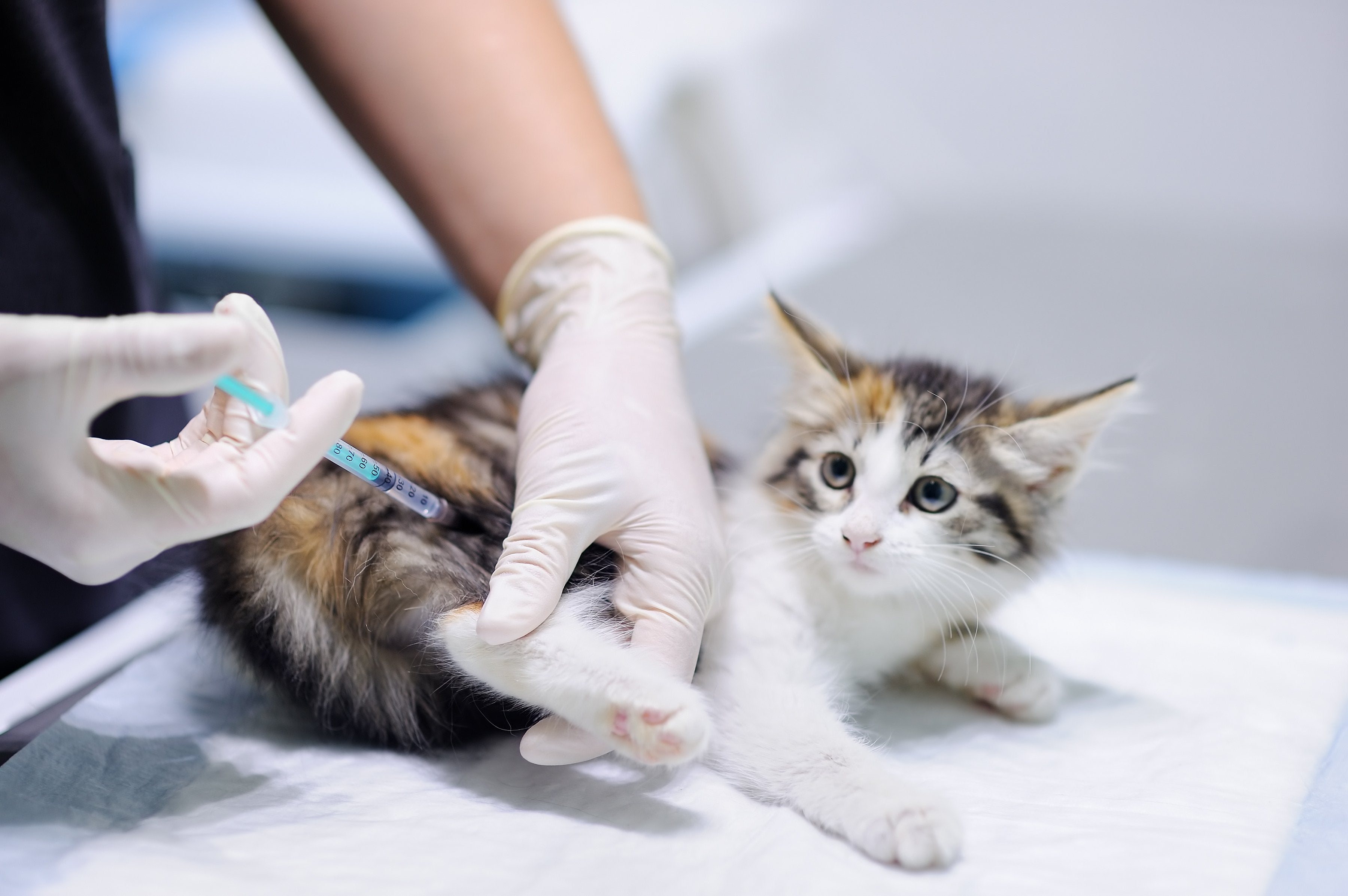 What You Should Know About Feline Injection Site Sarcoma | Pet Wellbeing