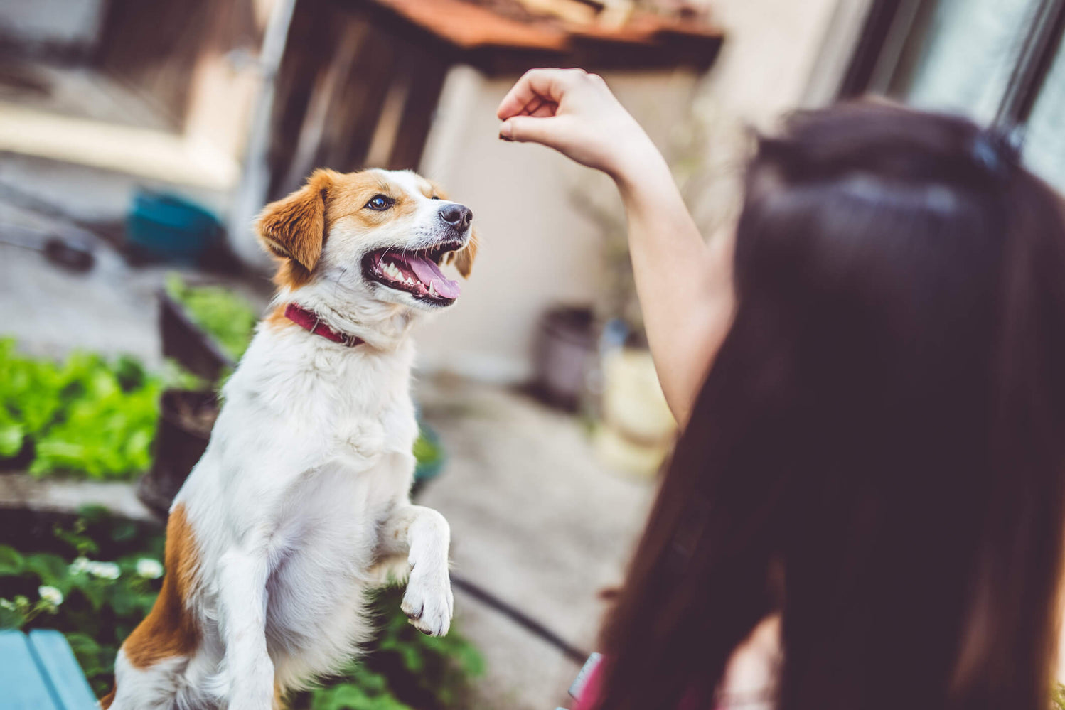 Introducing Pet Wellbeing's Chewable for Kidney Support in Dogs | Pet ...