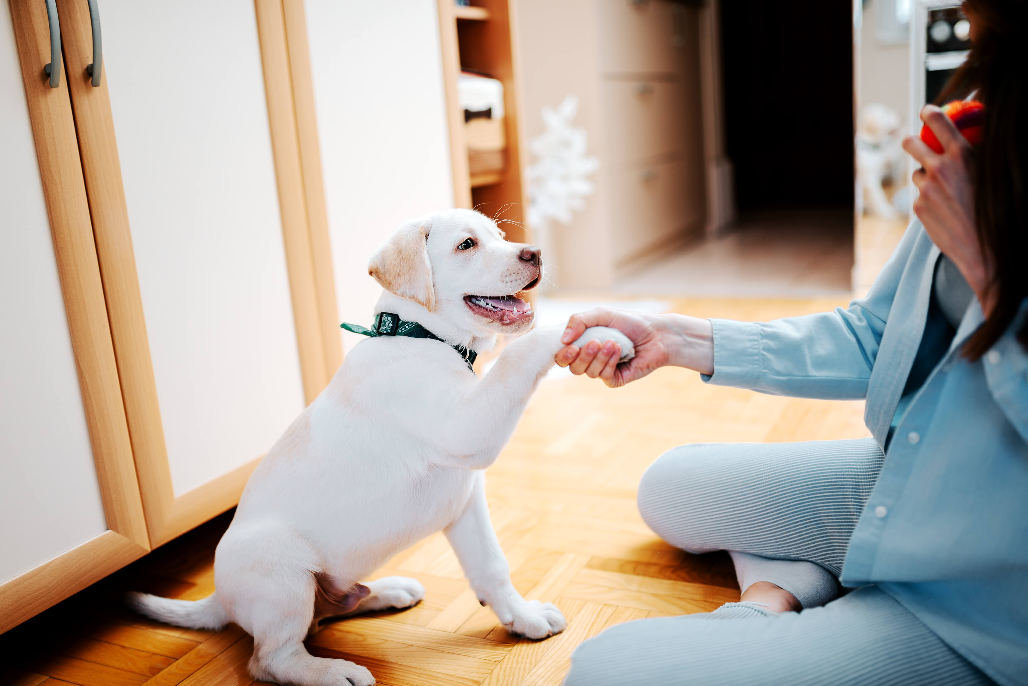 Why is a Working Dog a Happy Dog? | Pet Wellbeing