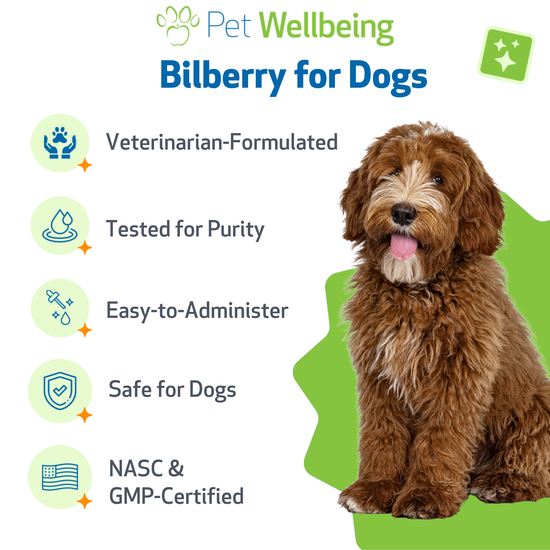 Bilberry - Supports Healthy Vision and Capillaries in Dogs | Pet Wellbeing