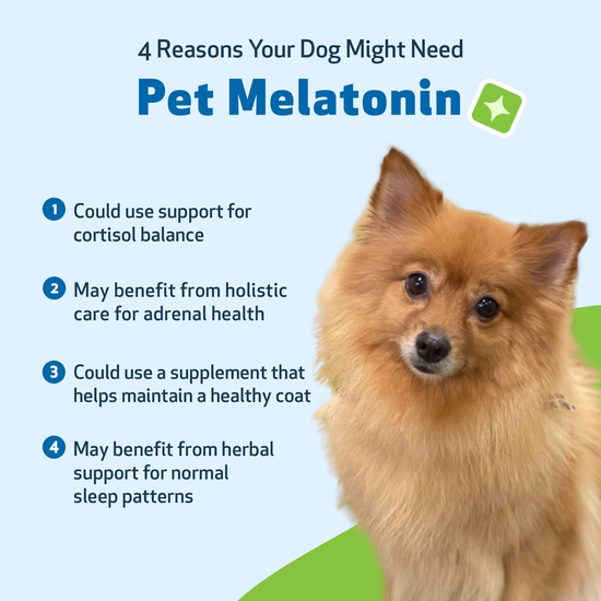 Pet Melatonin - for Healthy Sleep Patterns in Dogs | Pet Wellbeing
