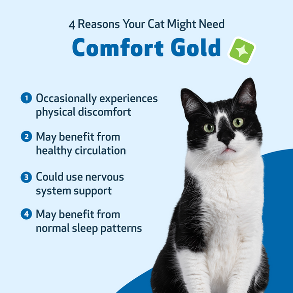 Comfort Gold - for Occasional Physical Discomfort in Cats | Pet Wellbeing