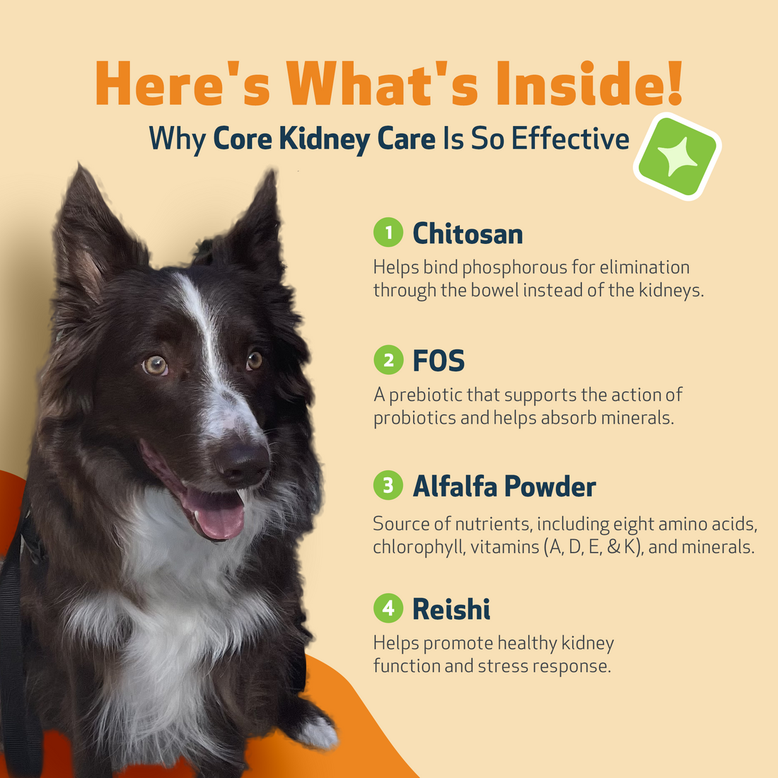 CORE KIDNEY CARE - Daily Phosphate Binder for Dogs | Pet Wellbeing