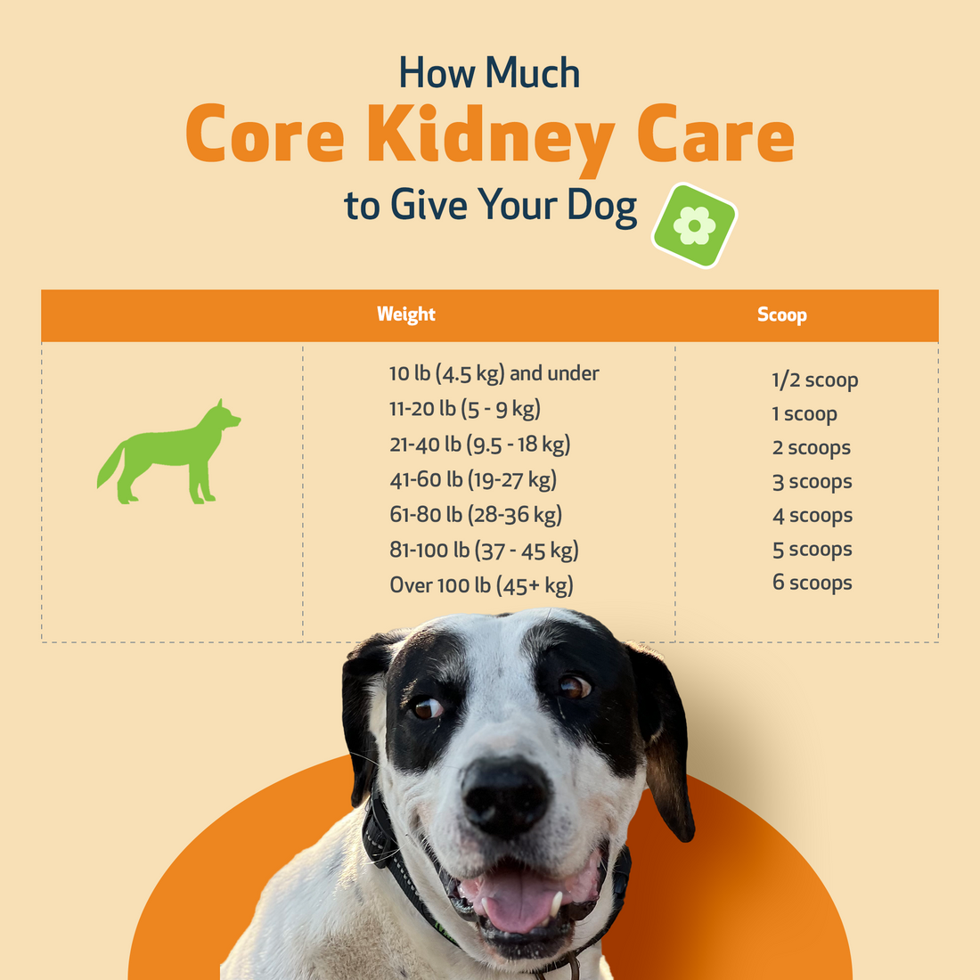 CORE KIDNEY CARE - Daily Phosphate Binder for Dogs | Pet Wellbeing