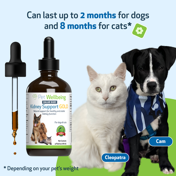 Kidney Support Gold - for Healthy Kidney Function in Cats | Pet Wellbeing