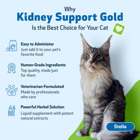 Kidney Support Gold - for Healthy Kidney Function in Cats | Pet Wellbeing