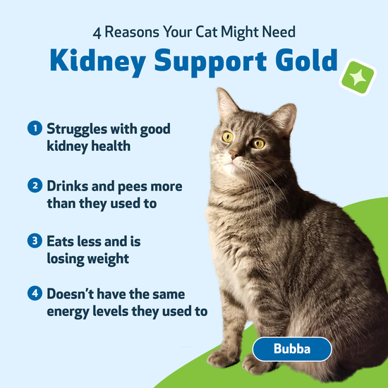 Kidney Support Gold - for Healthy Kidney Function in Cats | Pet Wellbeing