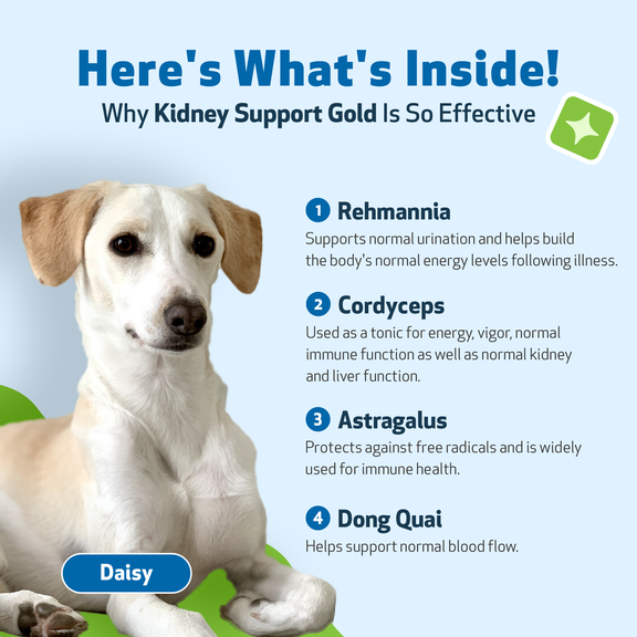 Kidney Support Gold - for Healthy Kidney Function in Dogs | Pet Wellbeing