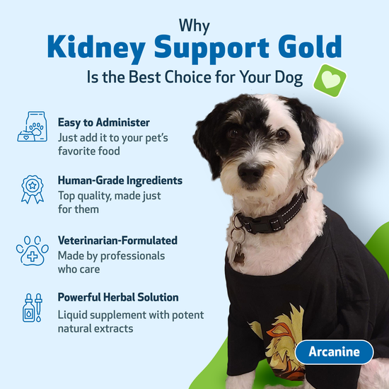 Kidney Support Gold - for Healthy Kidney Function in Dogs | Pet Wellbeing