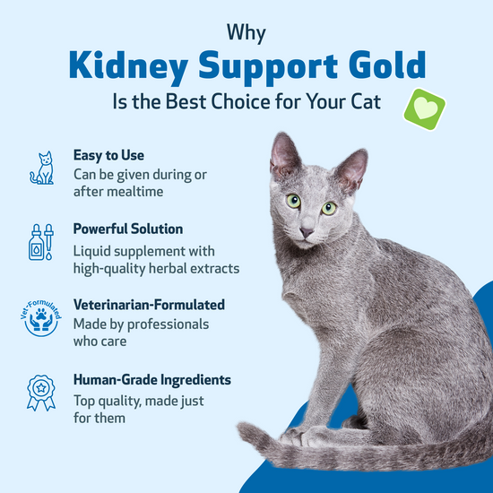 Kidney Support Gold - for Healthy Kidney Function in Cats | Pet Wellbeing