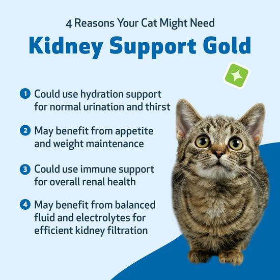 Kidney Support Gold - for Healthy Kidney Function in Cats | Pet Wellbeing