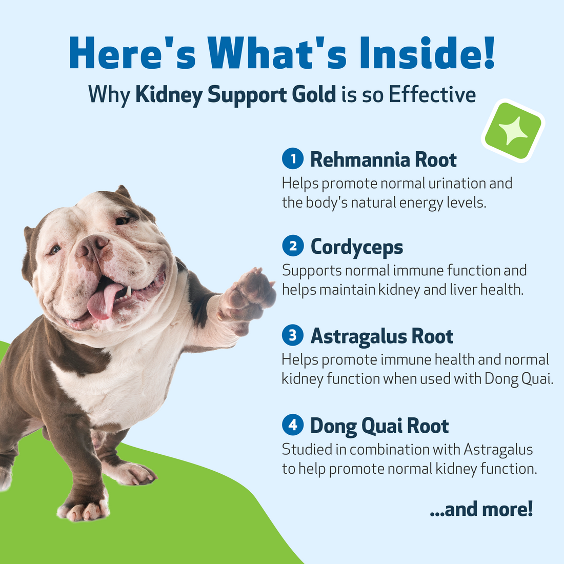 Kidney Support Gold - for Healthy Kidney Function in Dogs | Pet Wellbeing