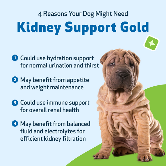 Kidney Support Gold - for Healthy Kidney Function in Dogs | Pet Wellbeing
